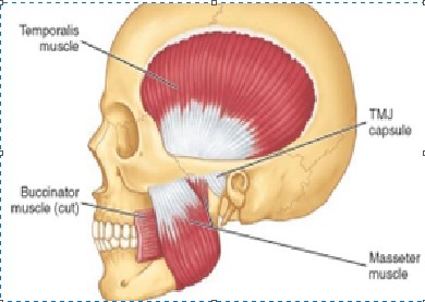 Do I Have TMJ / TMD? | KC Performance Chiropractic